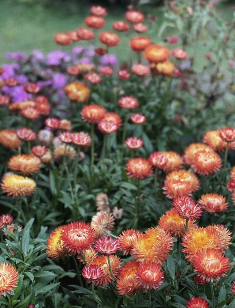 【深圳弘法寺】仙湖植物園+弘法寺一日遊 深圳最旺香火點+免費佛卡 - 深哥 SZgor.com