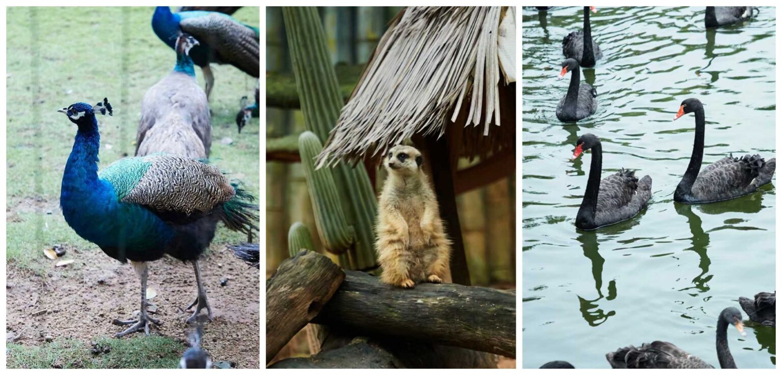 【深圳野生動物園】2025深圳野生動物園遊玩攻略/港人門票優惠/附近酒店！港人專屬優惠低至HK$99/人 - 深哥 SZgor.com